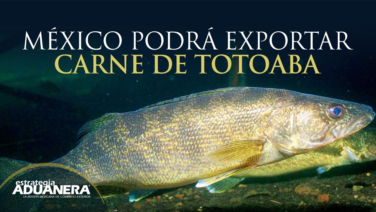 México podrá exportar carne de totoaba - Estrategia Aduanera